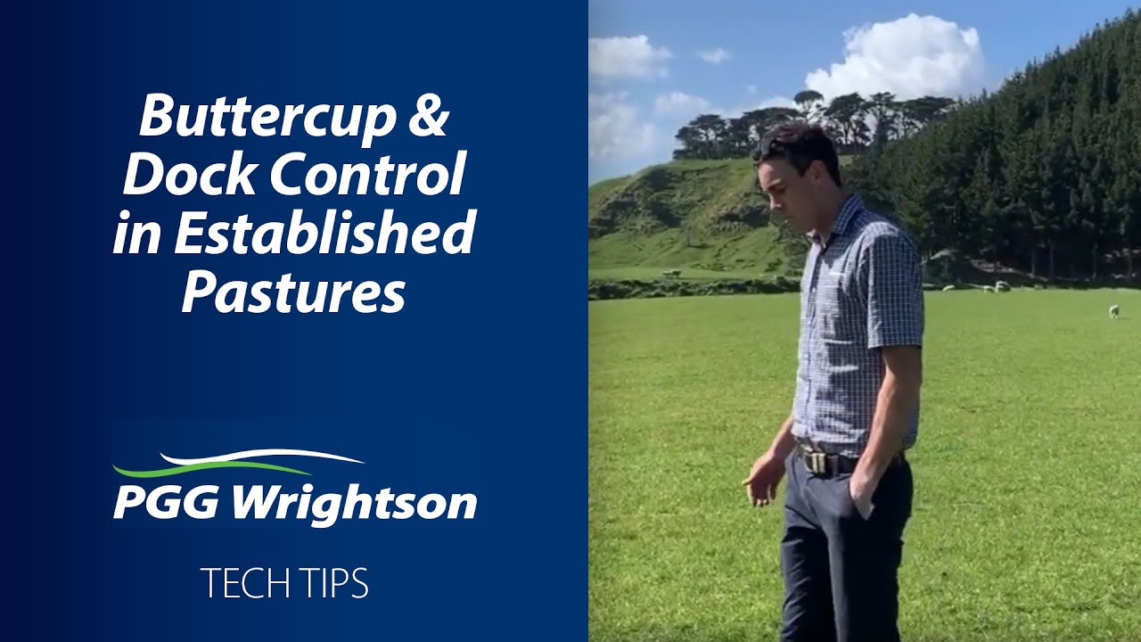 Buttercup and Dock Control in Established Pasture | PGG Wrightson Tech ...