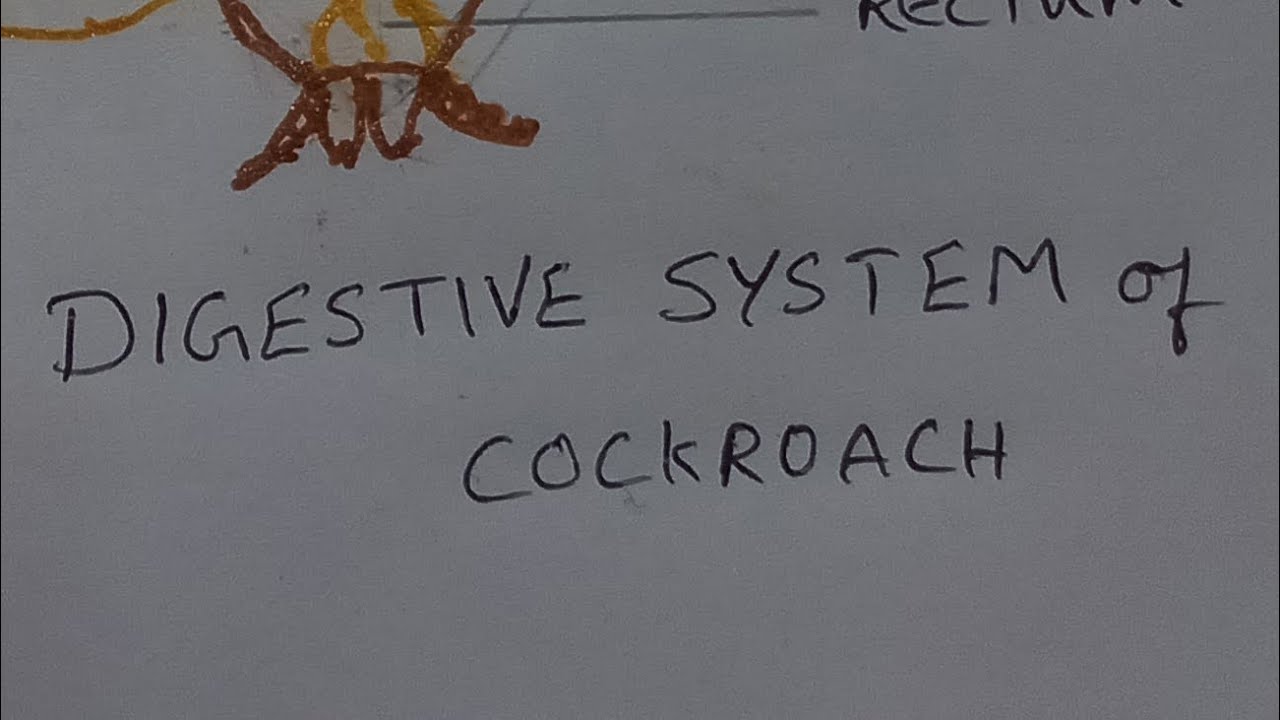 Digestive System of Cockroach - YouTube