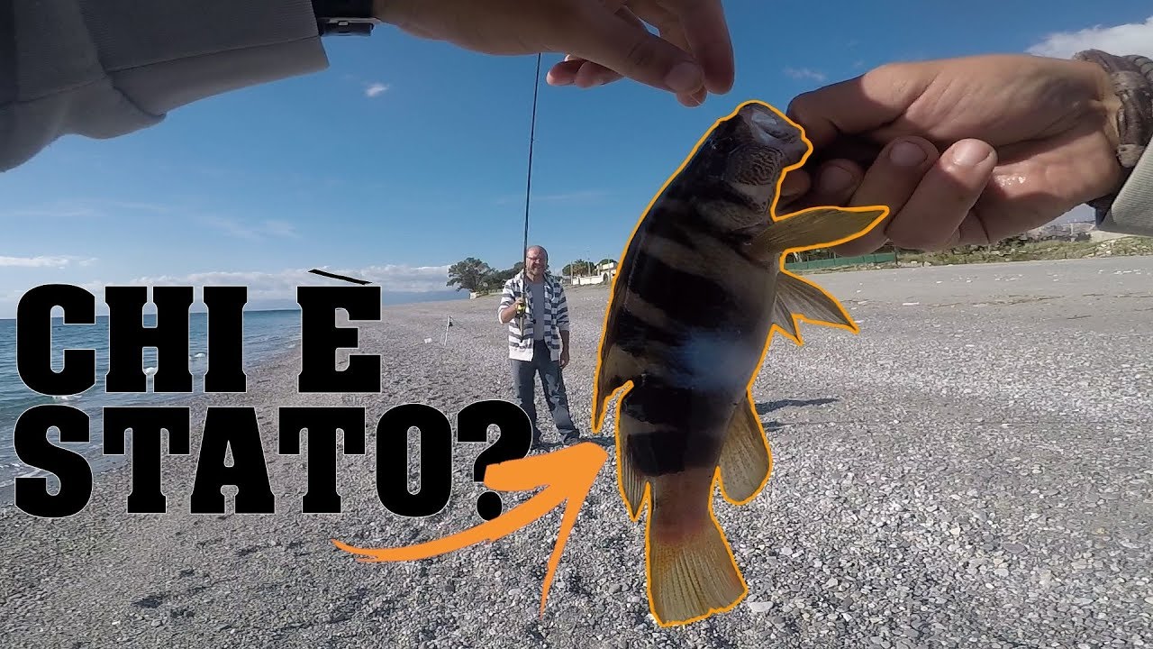 LA PERCHIA FERITA! Pesca con la Bombarda in Mare - Saraghi, Triglie ...