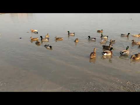 sakin ortam/ördek sesleri/Duck sounds