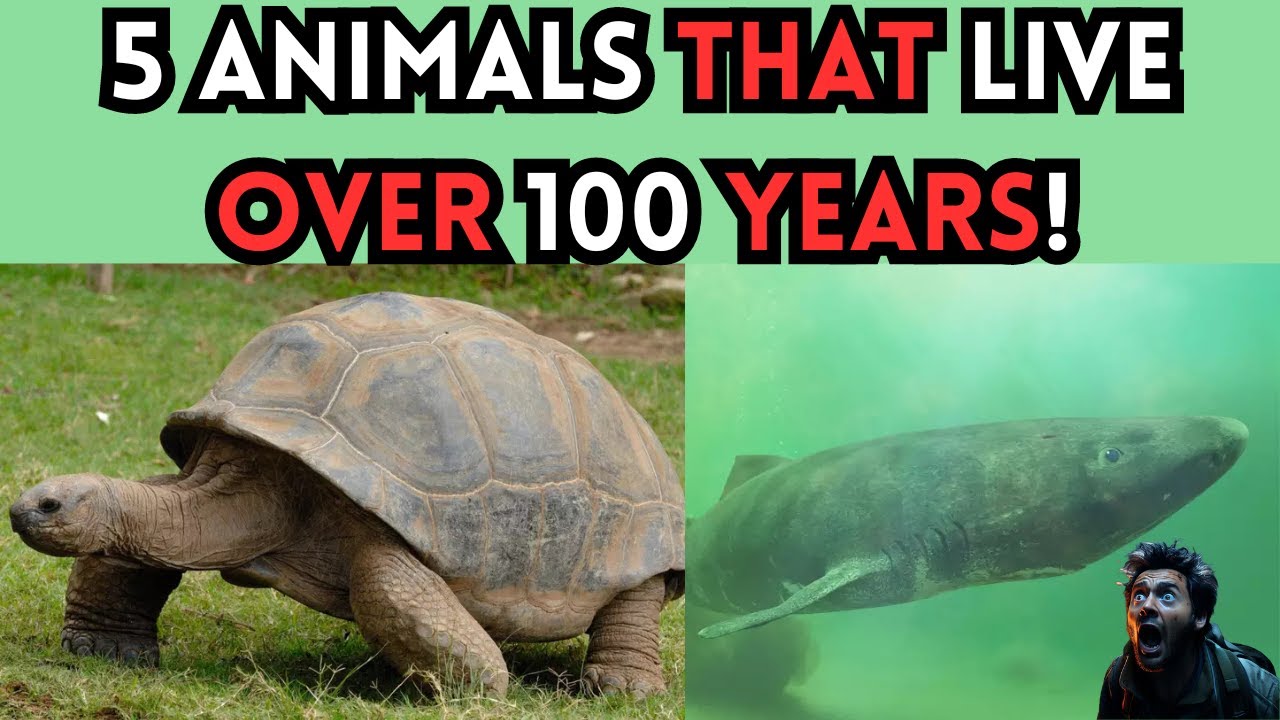 5 ANIMALS THAT LIVE OVER 100 YEARS! 🐢🐋 - YouTube