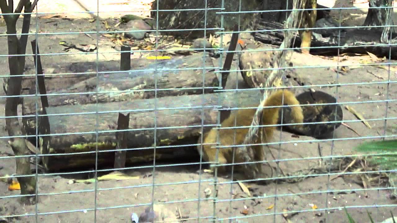 MACACO-PREGO-GALEGO (Ameaçado de extinção) - YouTube
