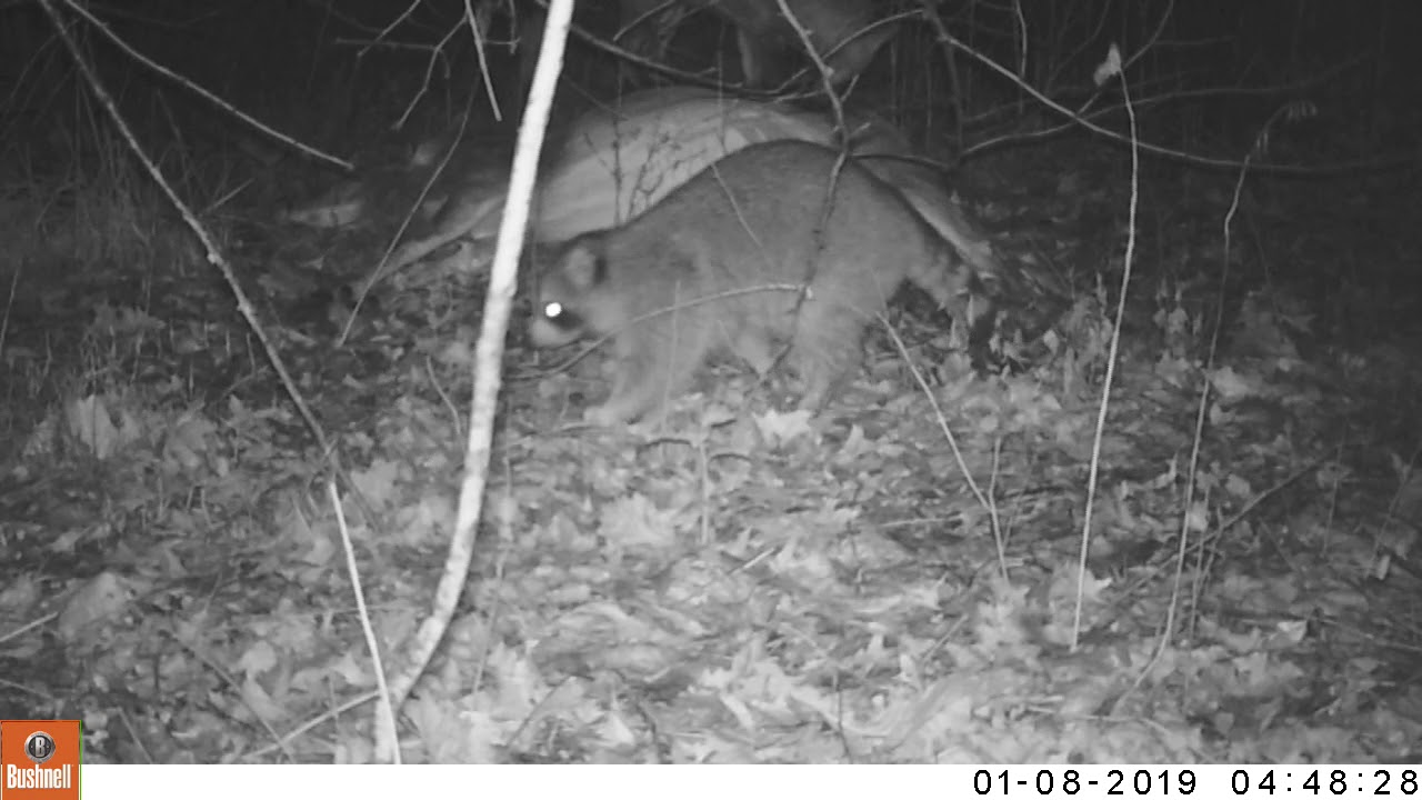 Capital Naturalist: Fox and Raccoon At Deer Carcass - YouTube