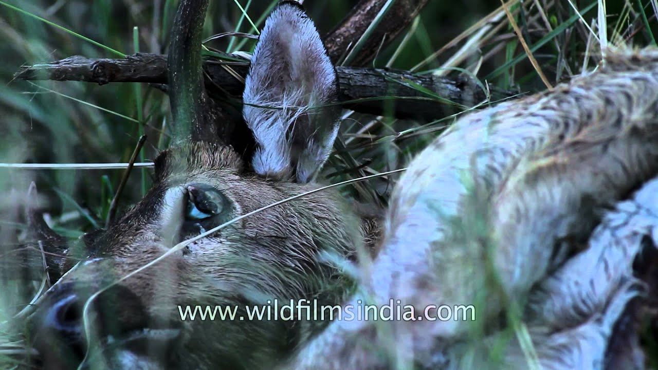 Dead deer in the forest of Satpura National Park - YouTube
