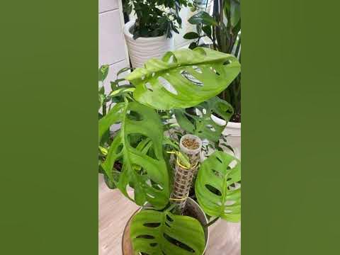 Монстера Адансана Манки - Маск #комнатныерастения #цветы # ...