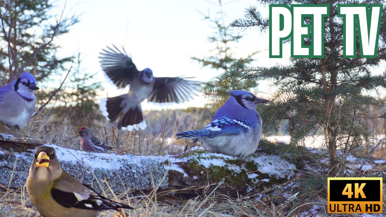 4K Nature Videos for Cats, Dogs, and Bird-Watchers 🐤 Birds Swoop in by ...