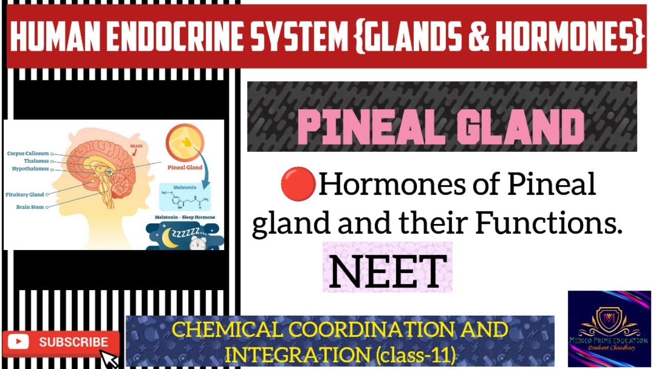PINEAL GLAND | Hormones and Functions of Melatonin | Human endocrine ...
