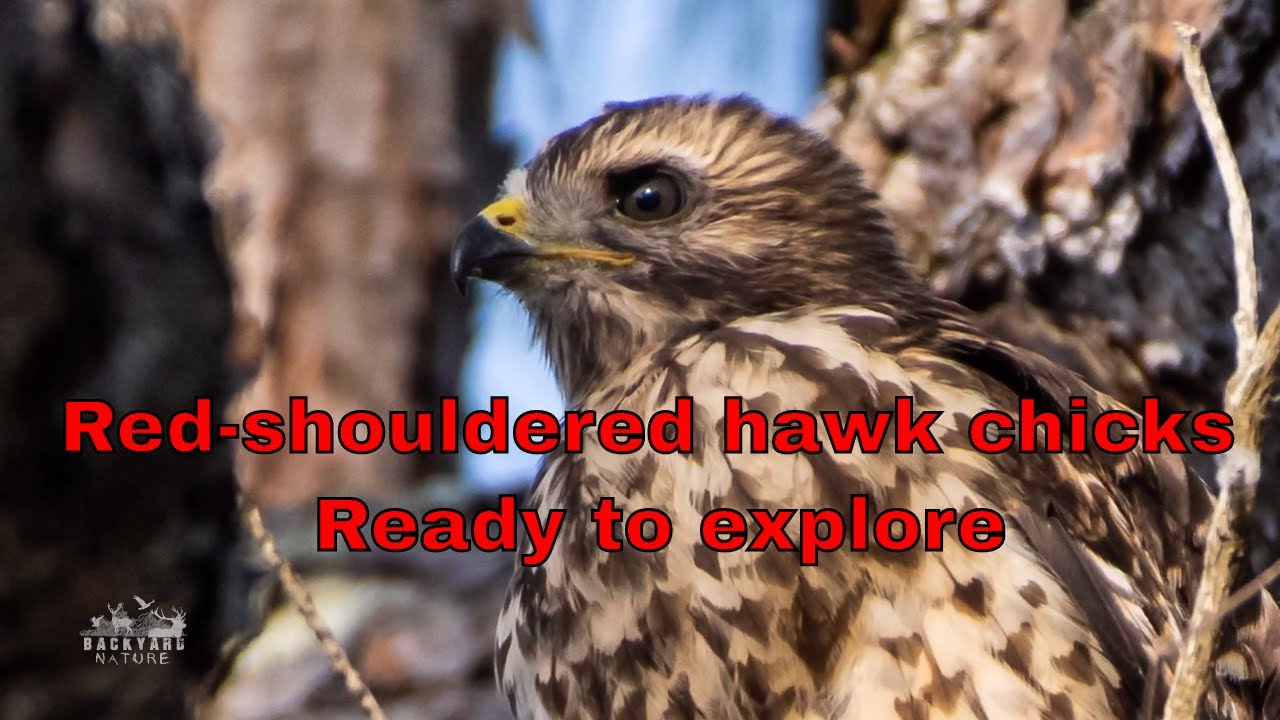 Red-Shouldered Hawk chicks on the nest and out exploring - YouTube