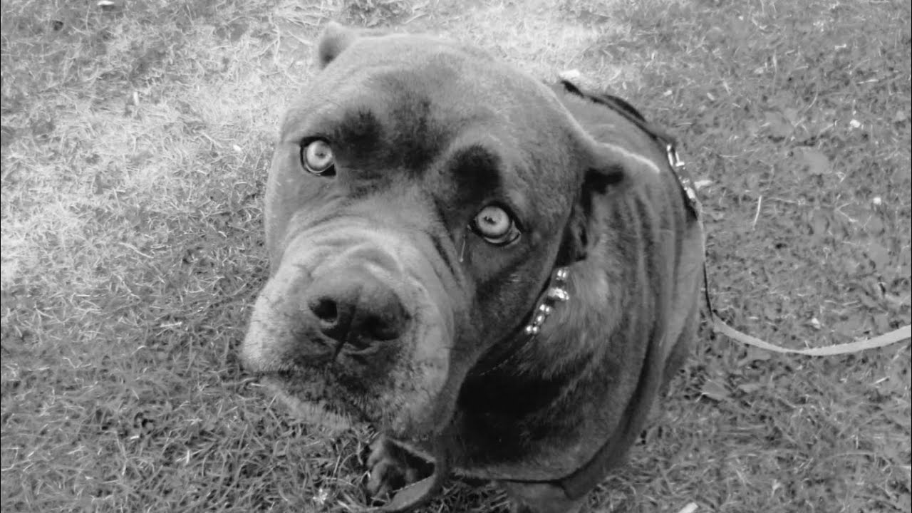 Lily my thirteen year old and first #Cane Corso 😁😍 - YouTube