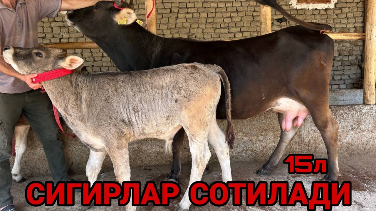 ШОМИРОДНИ БОЗОРИДА 3 БОШЛИ ШВЕД БОЛЛАРИ КУЧАТ СИГИРЛАР СОТИЛАДИ ...