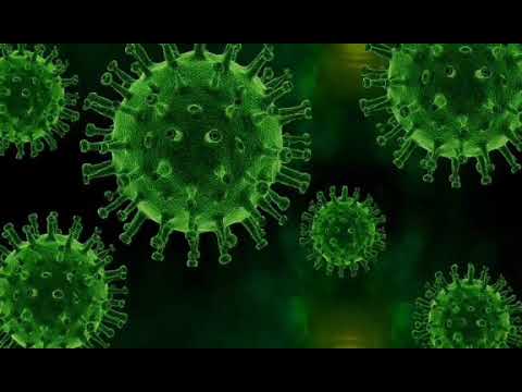 korona cav bella ( Türkçe)