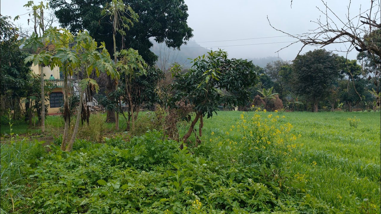 Morning View Pahadi Lifestyle Vlogs Muwani 😍 - YouTube