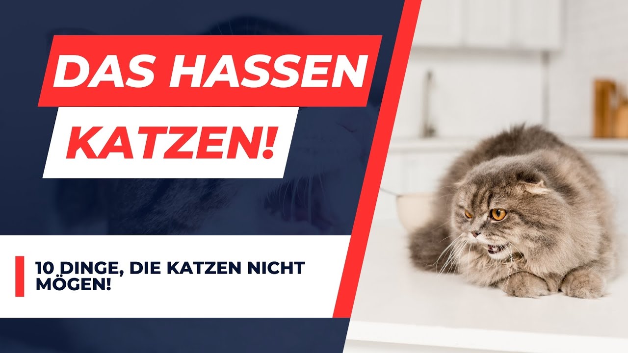 10 Dinge Die Katzen Nicht Mgen