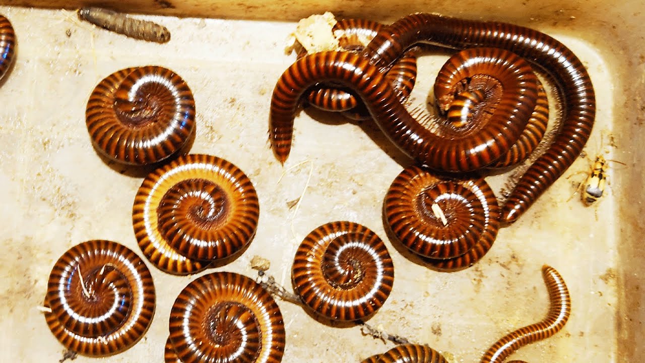 OMG Catch a Venomous Giant Millipede, Small Red Millipede, ground Worms ...