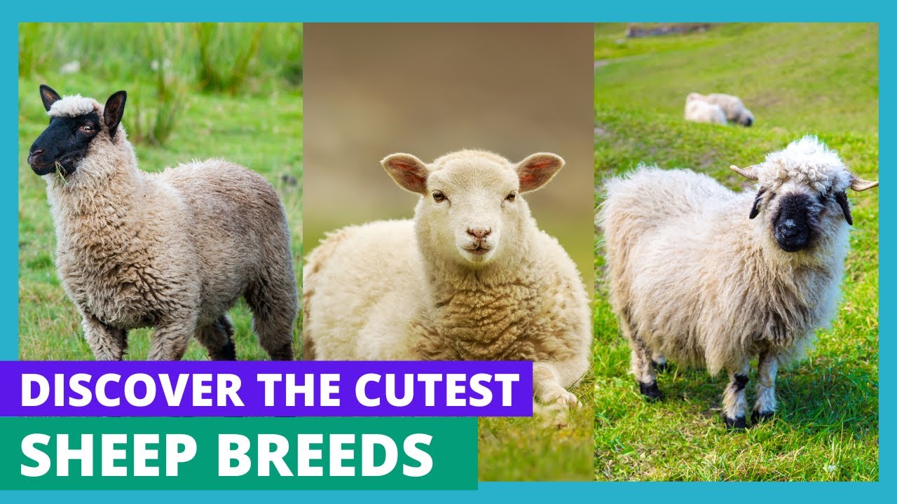 DISCOVER THE CUTEST SHEEP BREEDS YOU HAVE TO SEE - YouTube
