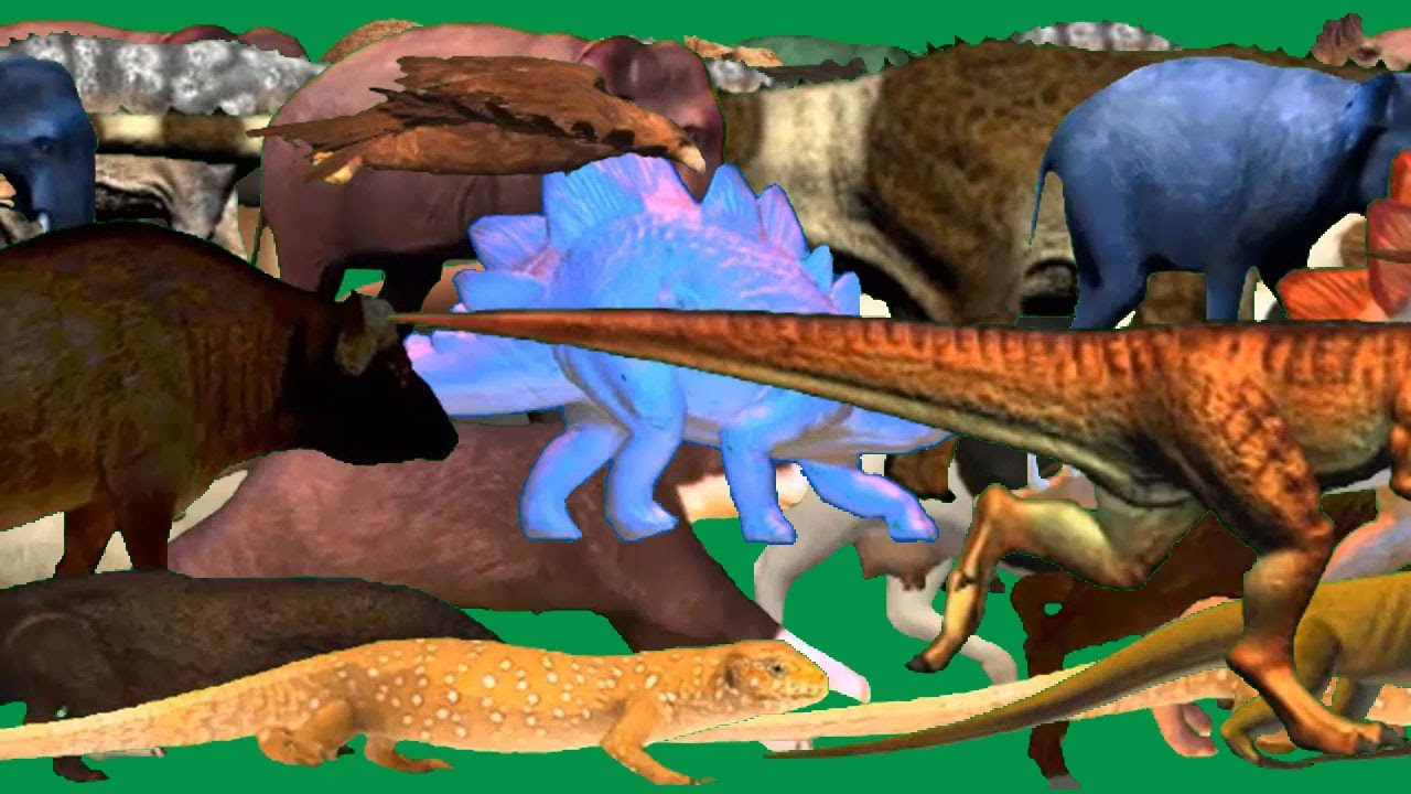 Animals Stampede Running and Walking Green Screen Blue Screen Best HD ...