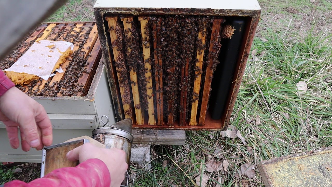 🔶Feeding pollen patties - 2 minute bee tips - YouTube