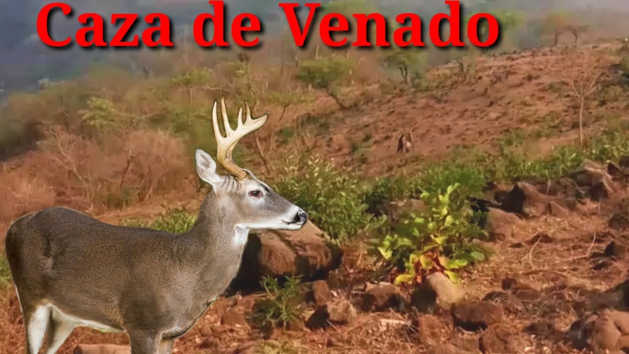 What Is A Mata Venado In English at Ina Peterson blog