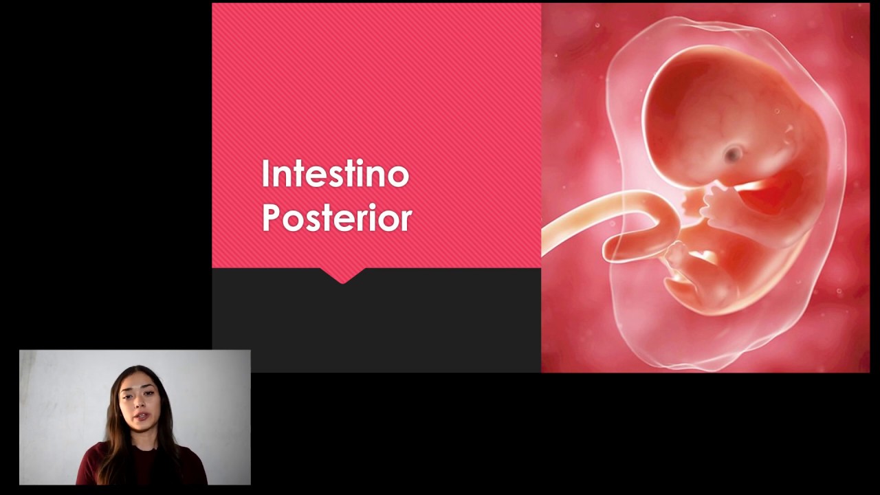 Intestino primitivo posterior - YouTube