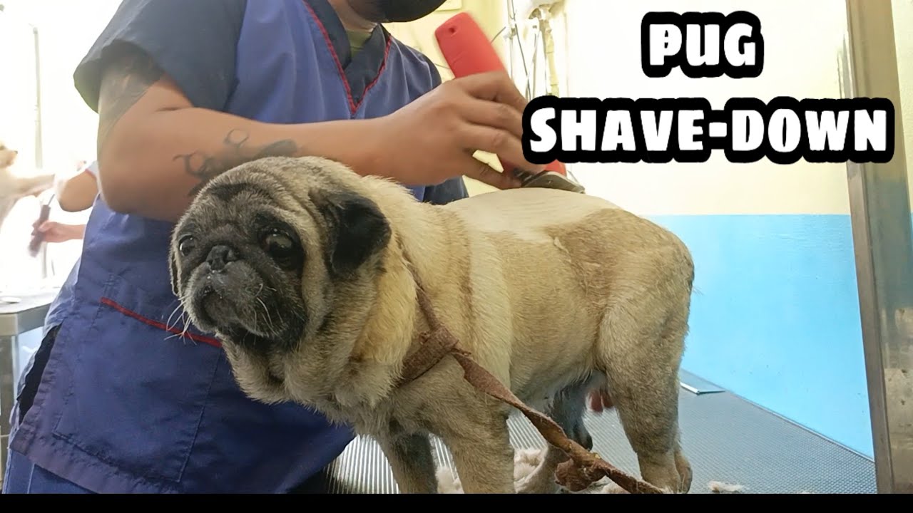 What a Pug full Groom fully shave-down Due to fungal skin problem ...