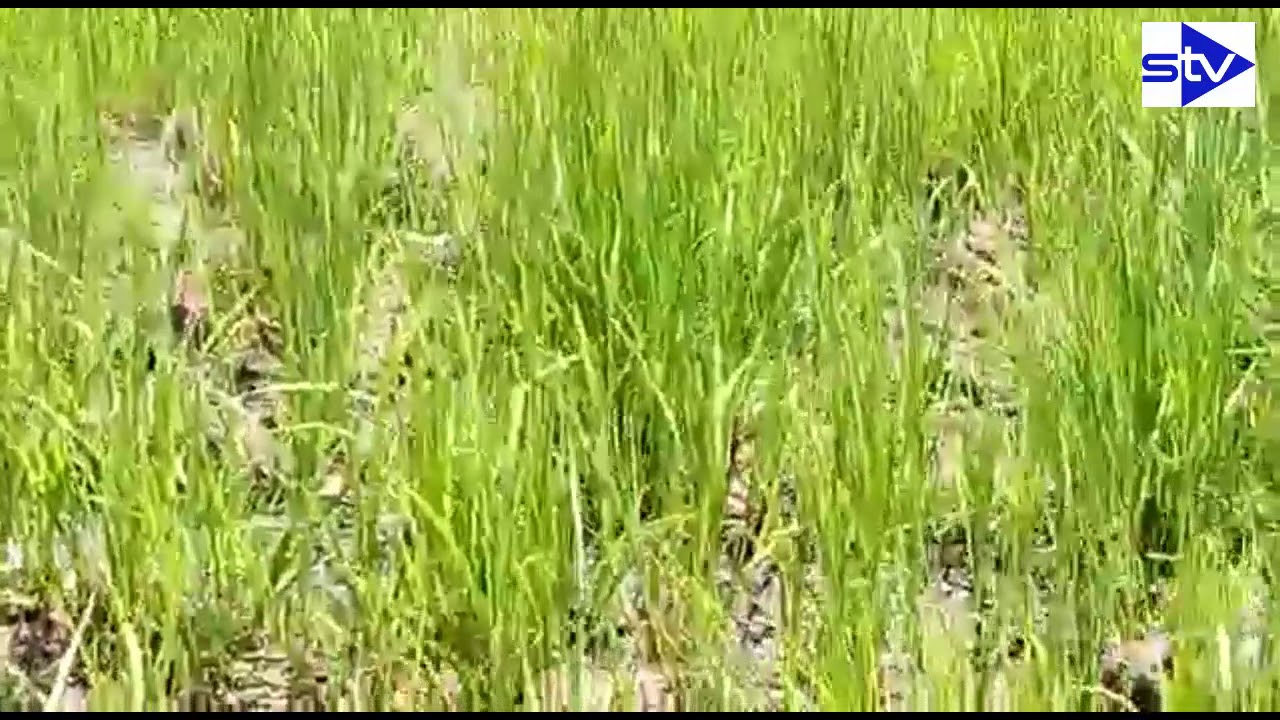 Kilimo Cha Mpunga Mngeta - Morogoro - YouTube