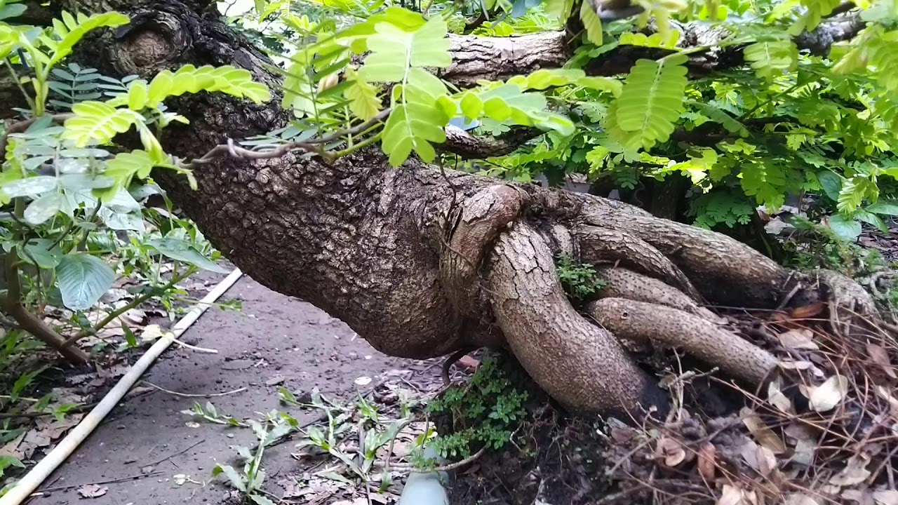 Bakalan bonsai Asem Jawa (Tamarind Indicus) tanam 2007 dari biji ...