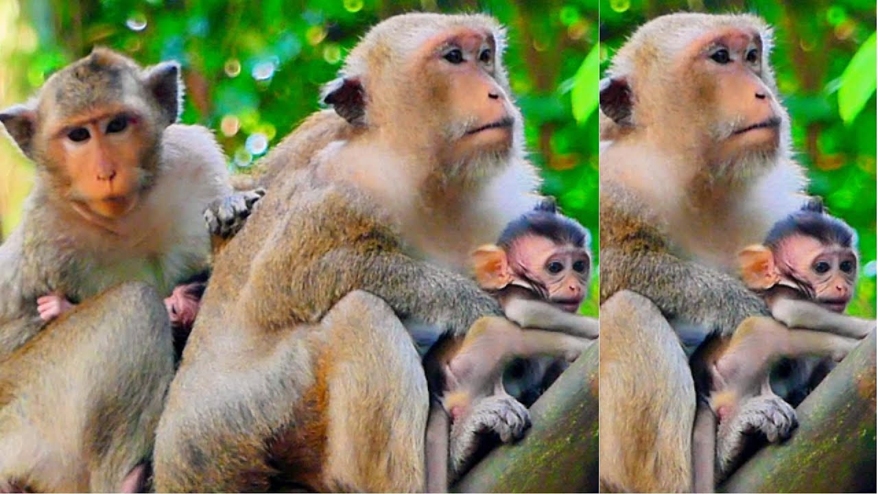 The Shocking Reason Mother Monkeys Are So Emotionally Connected to ...