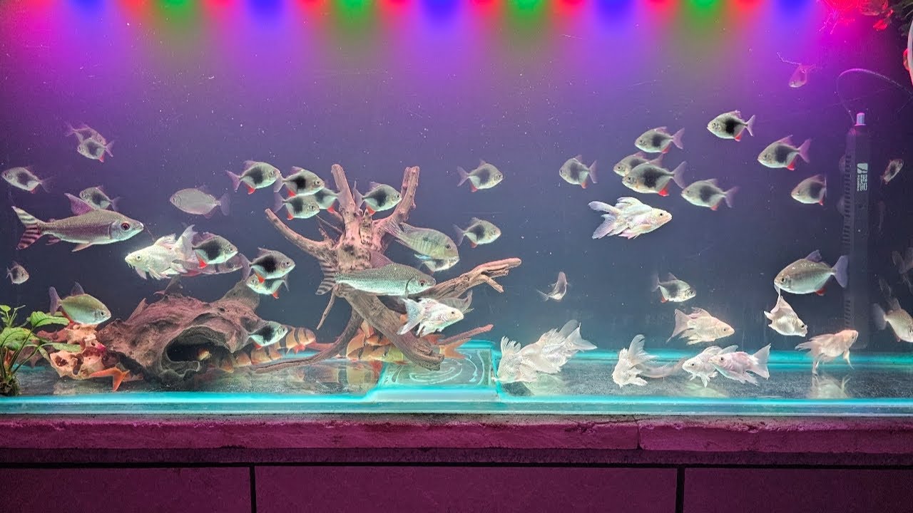 Special Arowana Fish and Exotic Fish at Arrowhead Aquatics - YouTube