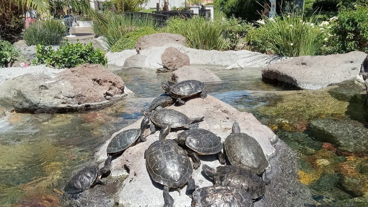 Calabasas commons 8-14-24 - YouTube
