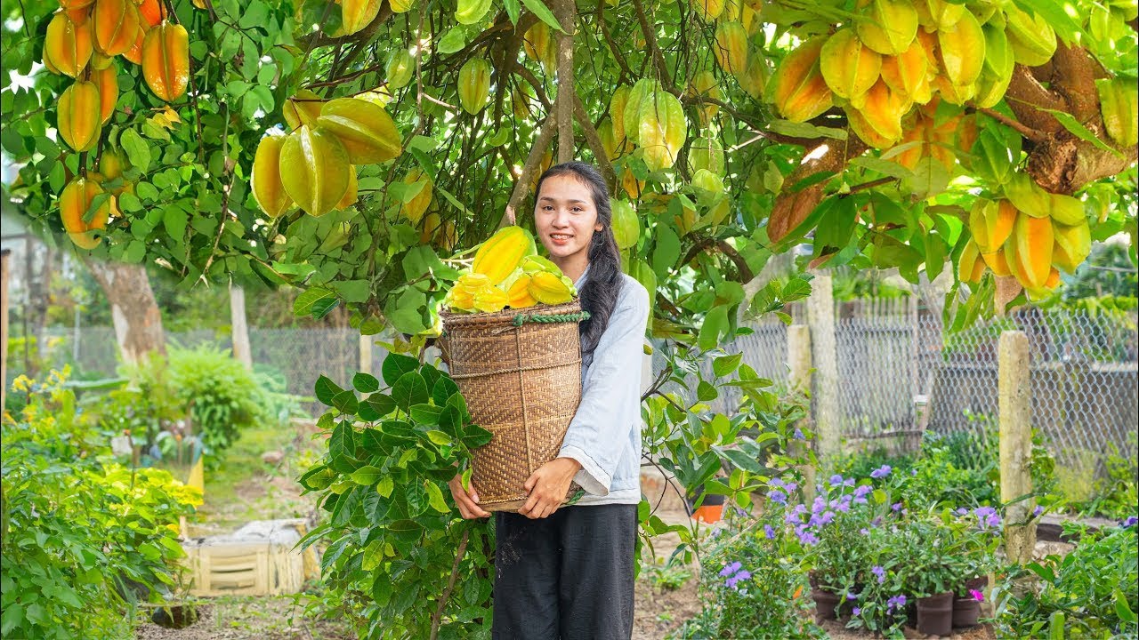 Guide to Harvesting Starfruit - How to Make Delicious Starfruit Dishes ...