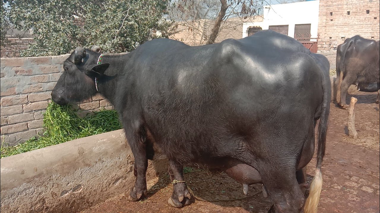 Beautiful pure nili Ravi buffalo for sale in pakistan 25-02-2020 - YouTube