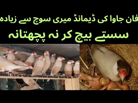Fawn Java Breeding Setup||Fawn Java ki Demand Mari soch se Bhi ziyada ...