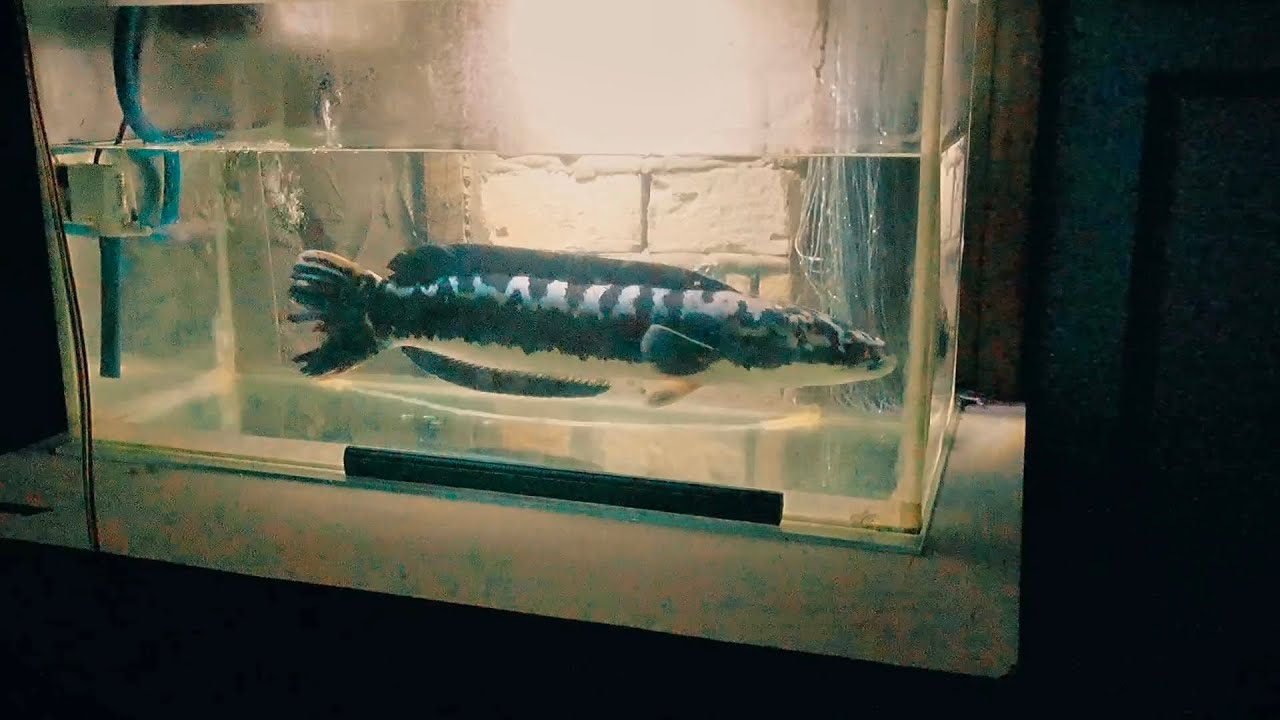 Beautiful colors of South Kalimantan toman fish, toman fish in the ...