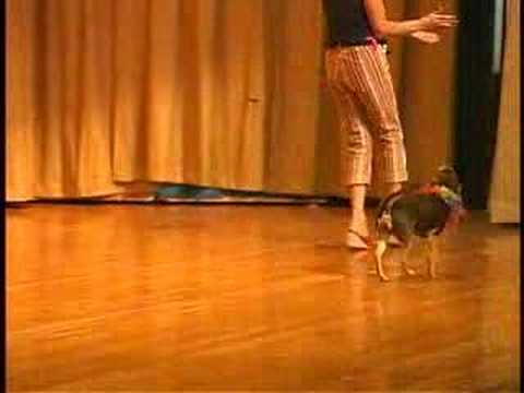 Able the Dancing Chihuahua goes to Funky Town - YouTube
