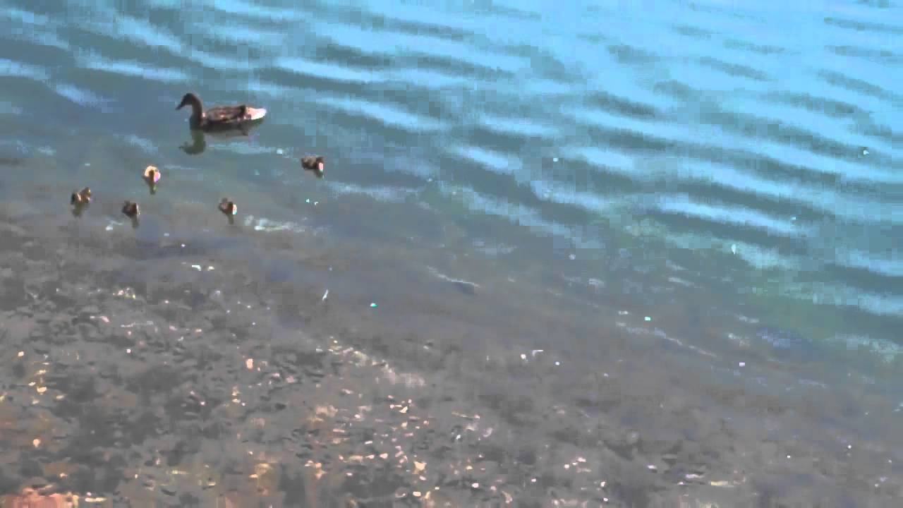 щука атакует утенка (pike attacks duckling) - YouTube