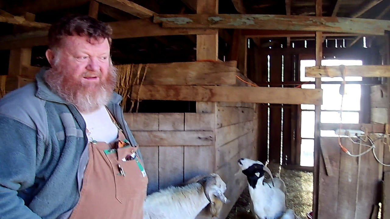 Goat release - YouTube