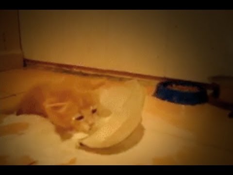 Nam Nam Nam Funny Cats Eating - YouTube