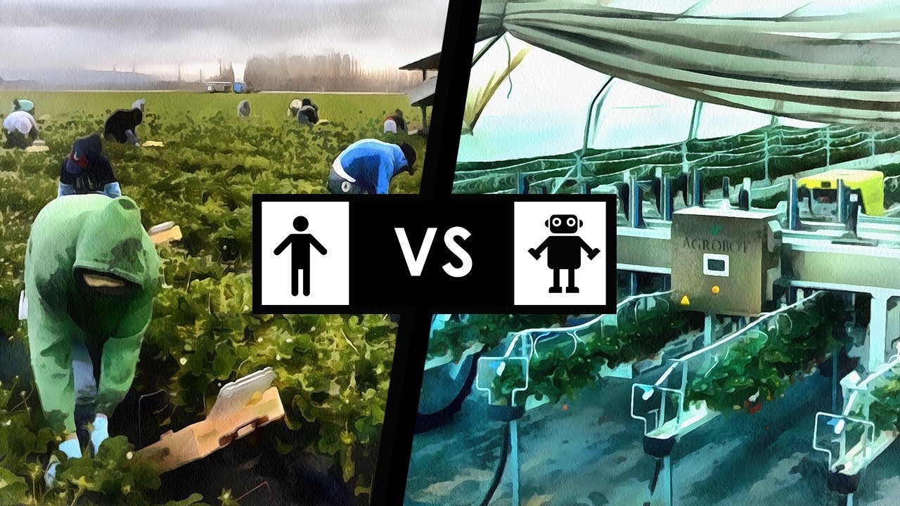 Human vs Machine : Strawberry Harvesting - YouTube