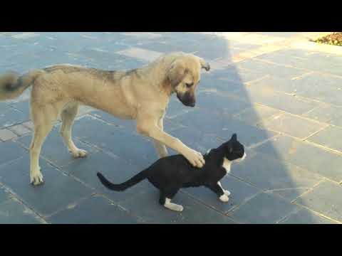 KEDİ İLE KÖPEĞİN DOSTLUĞU :)