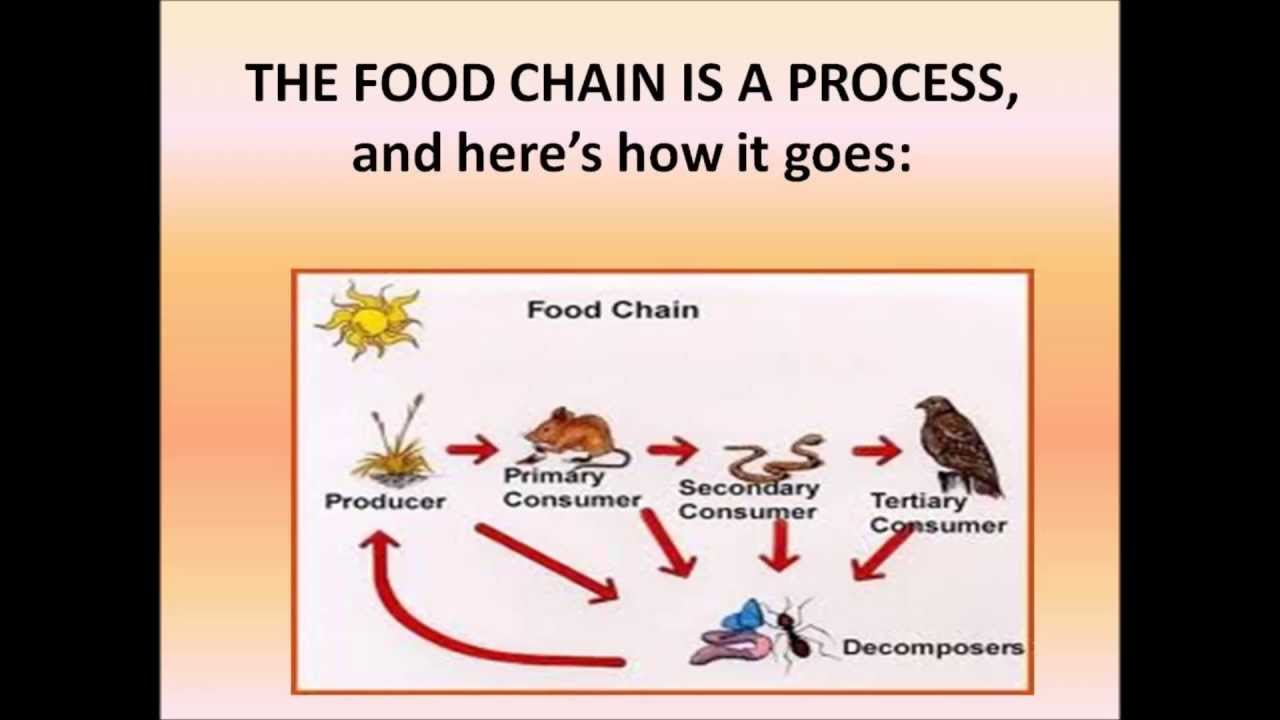 The food chain song - YouTube