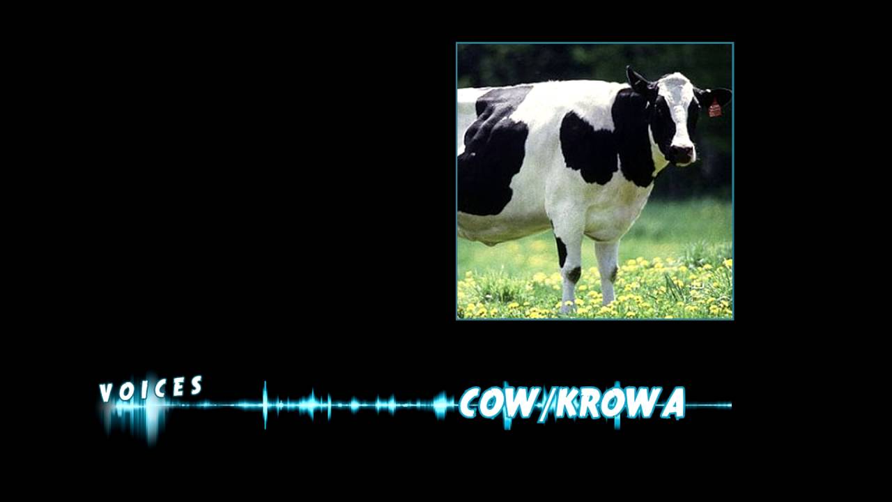 Dzwięk Krowy | Voice COW | SONY VEGAS - YouTube