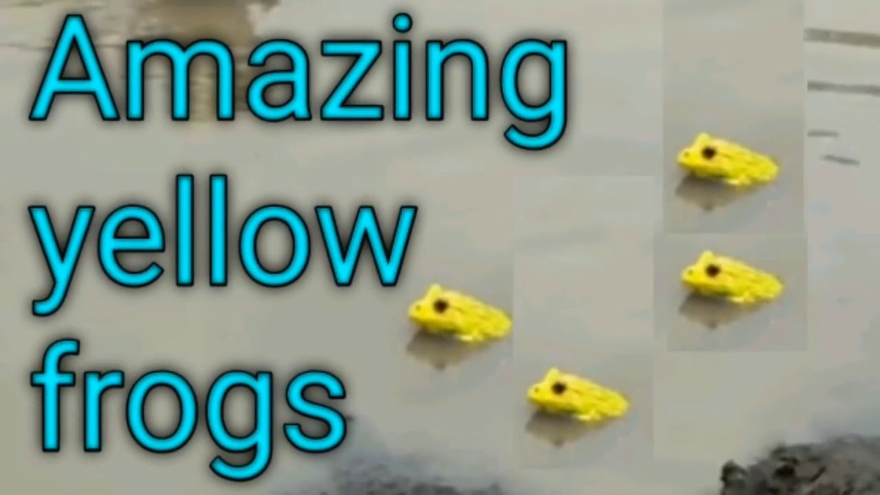 These amazing yellow frogs video went viral on twitter - YouTube