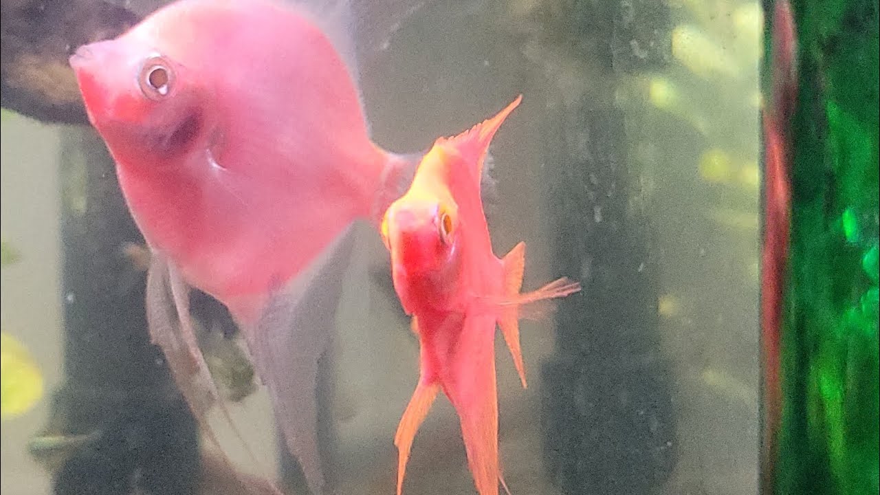 EXOTIC BEAUTY'S GLOW ANGEL FISH #fish #fishtank #aquarium #fishaquarium ...