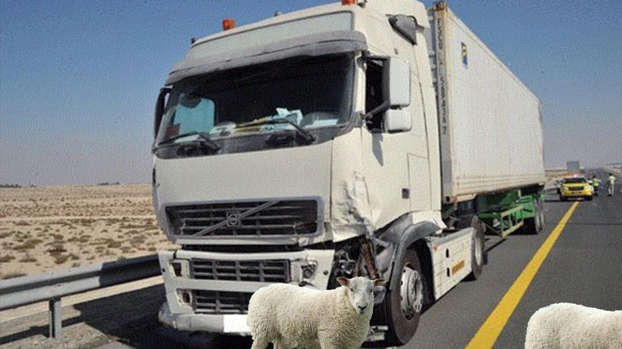 Fatal accident caused by a sheep - YouTube