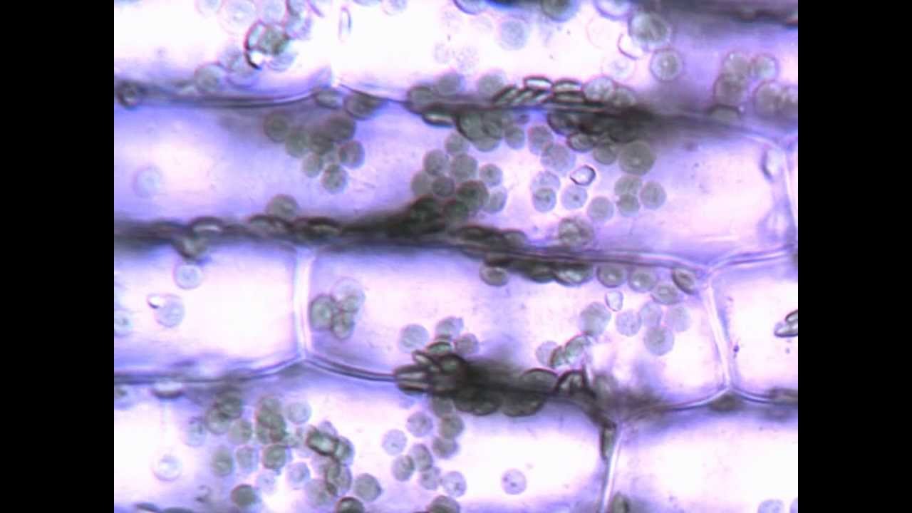 cyclose de chloroplastes MOx400 (feuille d'élodée) - YouTube