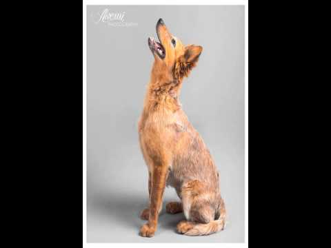highly gorgeous foxy model photos