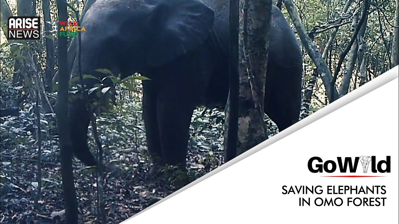 Saving Elephants in Omo Forest - Go Wild - YouTube
