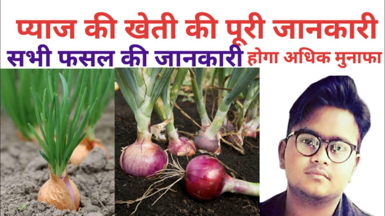 प्याज की खेती की पूरी जानकारी l Onion crop l apsa80 l प्याज की खेती में ...