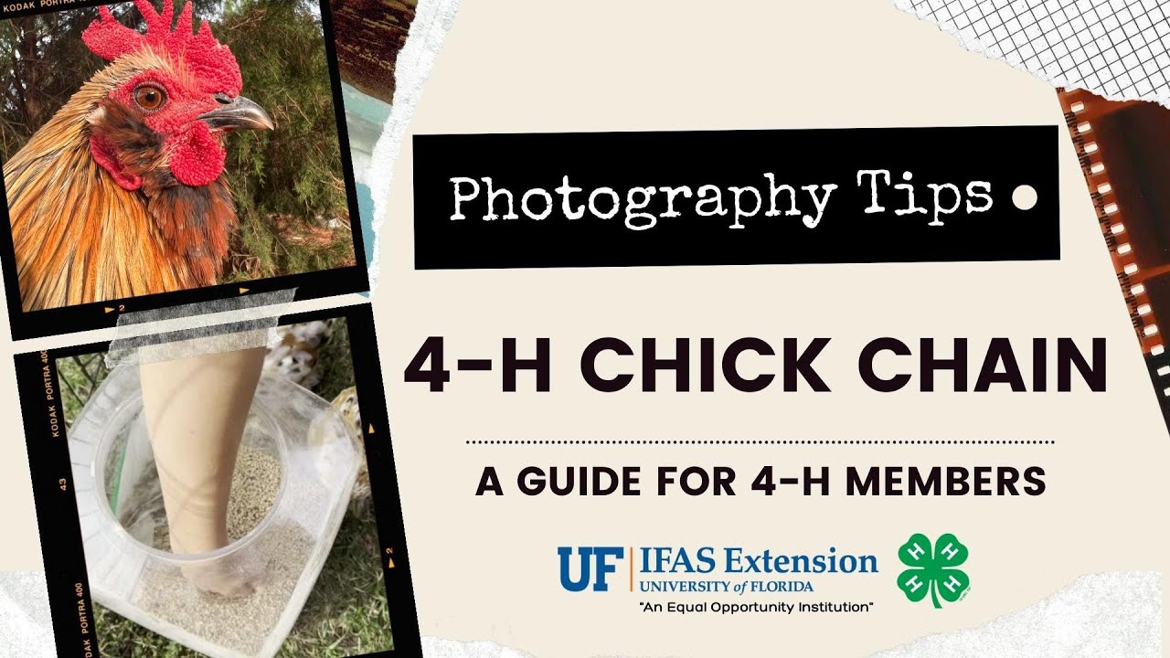 Florida 4 H Chick Chain - Photography Tips - YouTube
