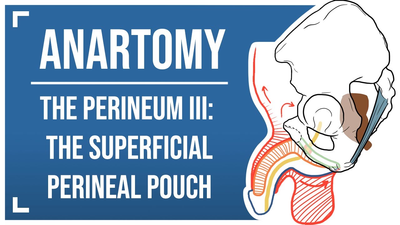 Perineum III: The Superficial Perineal Pouch - YouTube
